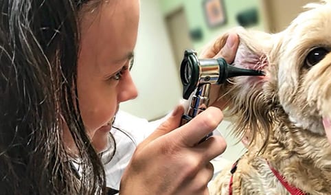 Dermatology in Ocala, FL | Marion Vet Hospital