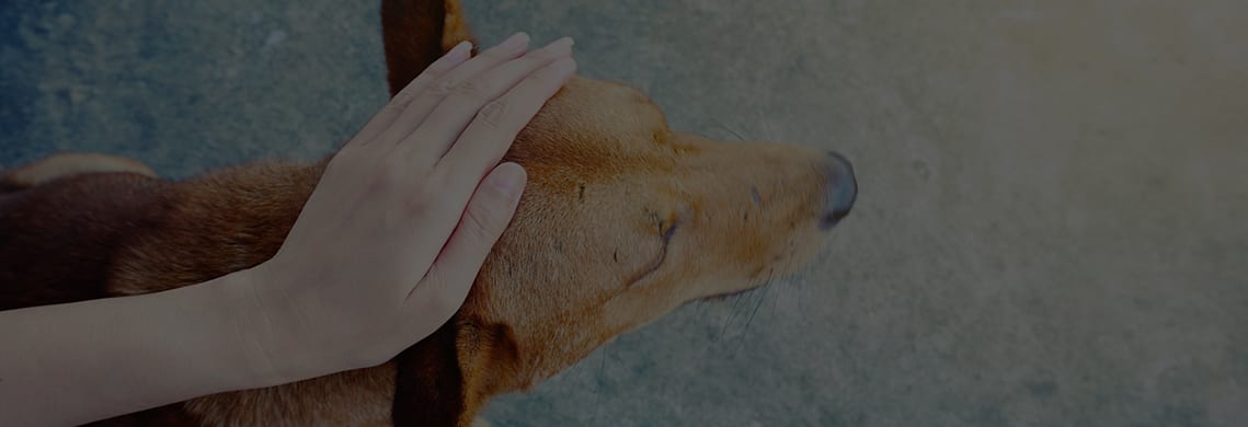 Dermatology in Ocala, FL | Marion Vet Hospital
